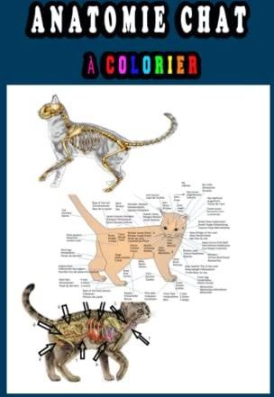 Anatomie Chat à Colorier: Un moyen plus simple et meilleur d'apprendre ...