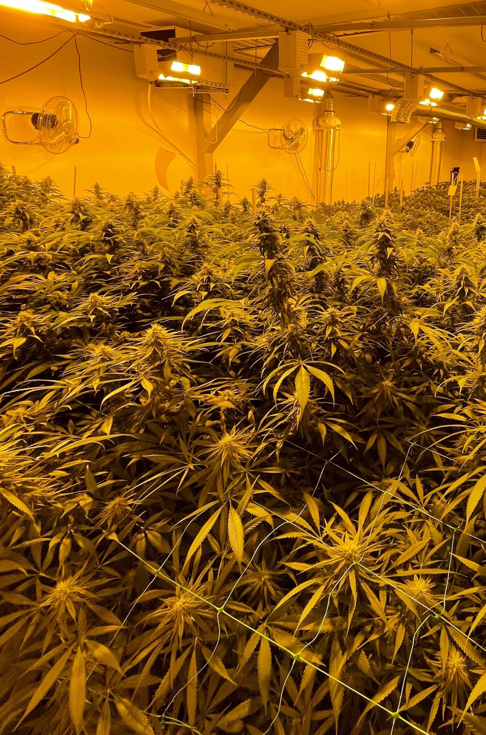 Preparat medycyny naturalnej Sensi Hemp Susz Kwiaty Konopi Royal Hybrid ...