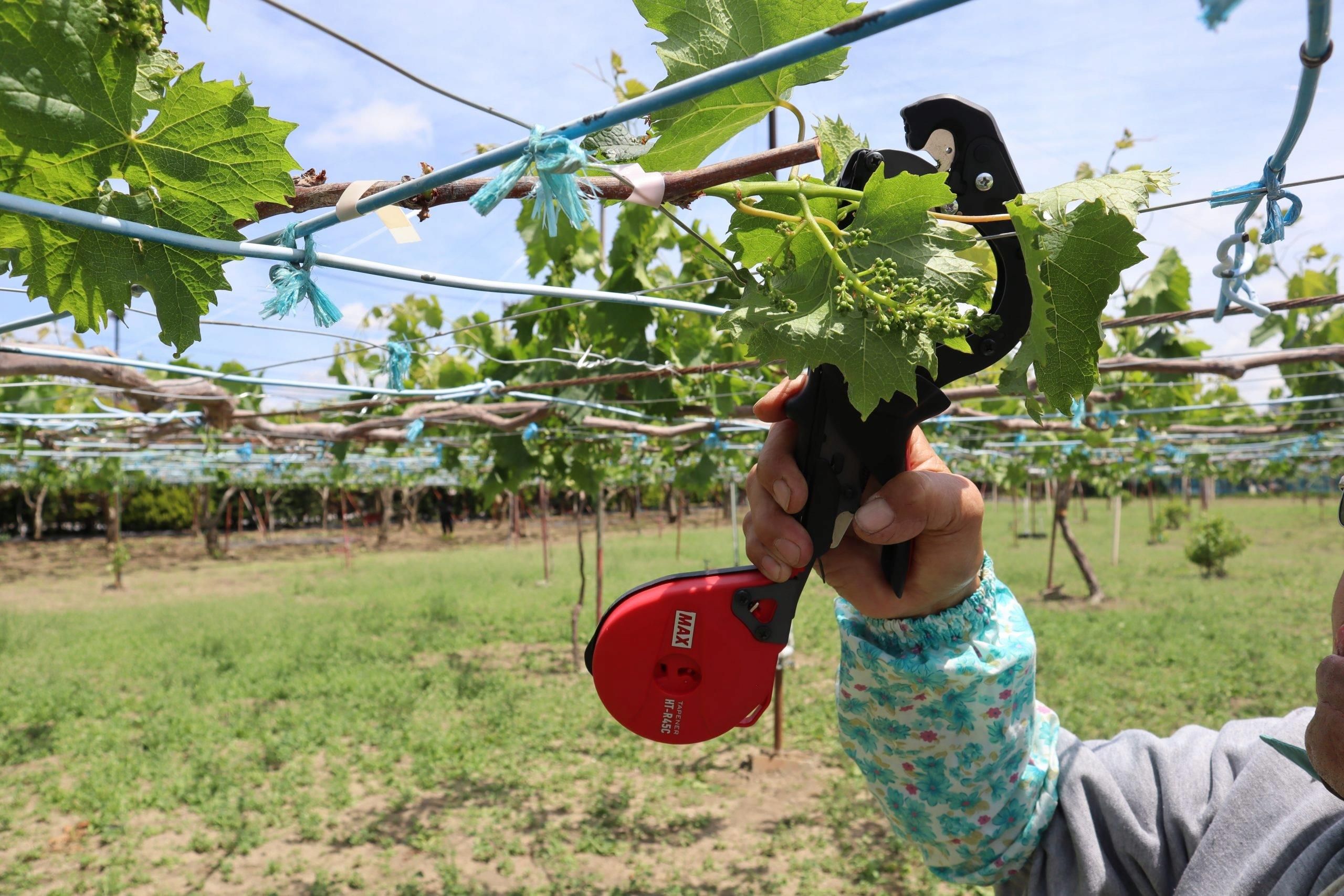 Max Tapener Ht R45C Zszywacz Ogrodniczy Htr45Crd - Opinie i ceny na ...