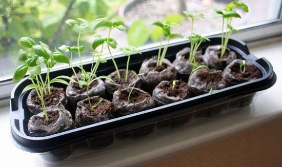 Jiffy Easy zestaw do wysiewu propagator 12 krążków - Ceny i opinie ...