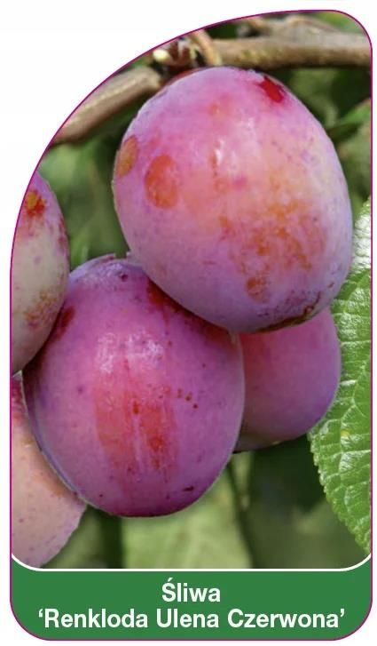 Etykiety Szkółkarskie Śliwa Renkloda Ulena Czerwo - Ceny i opinie ...