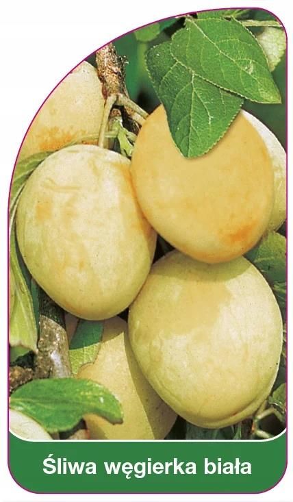 Etykiety Szkółkarskie Śliwa Wegierka Biala - Ceny i opinie - Ceneo.pl