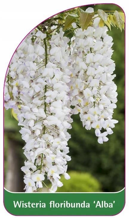 Etykiety Glicynia Kwiecista Wisteria Alba - Ceny i opinie - Ceneo.pl