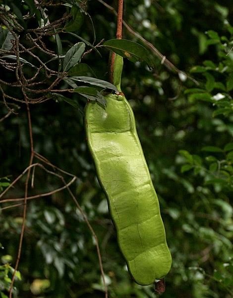 Zioło Snów African Dream Herb Entada Rheedii Oobe - Ceny i opinie ...