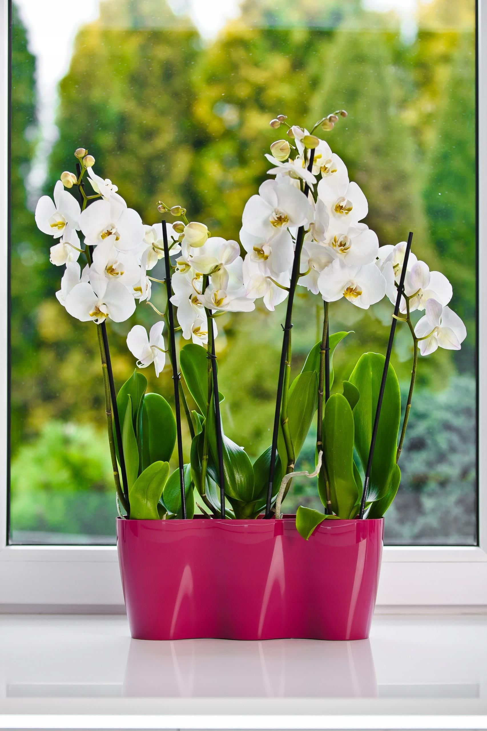 Doniczka Osłonka Storczyk Trójka Popier Szary 35 C - Ceny i opinie ...