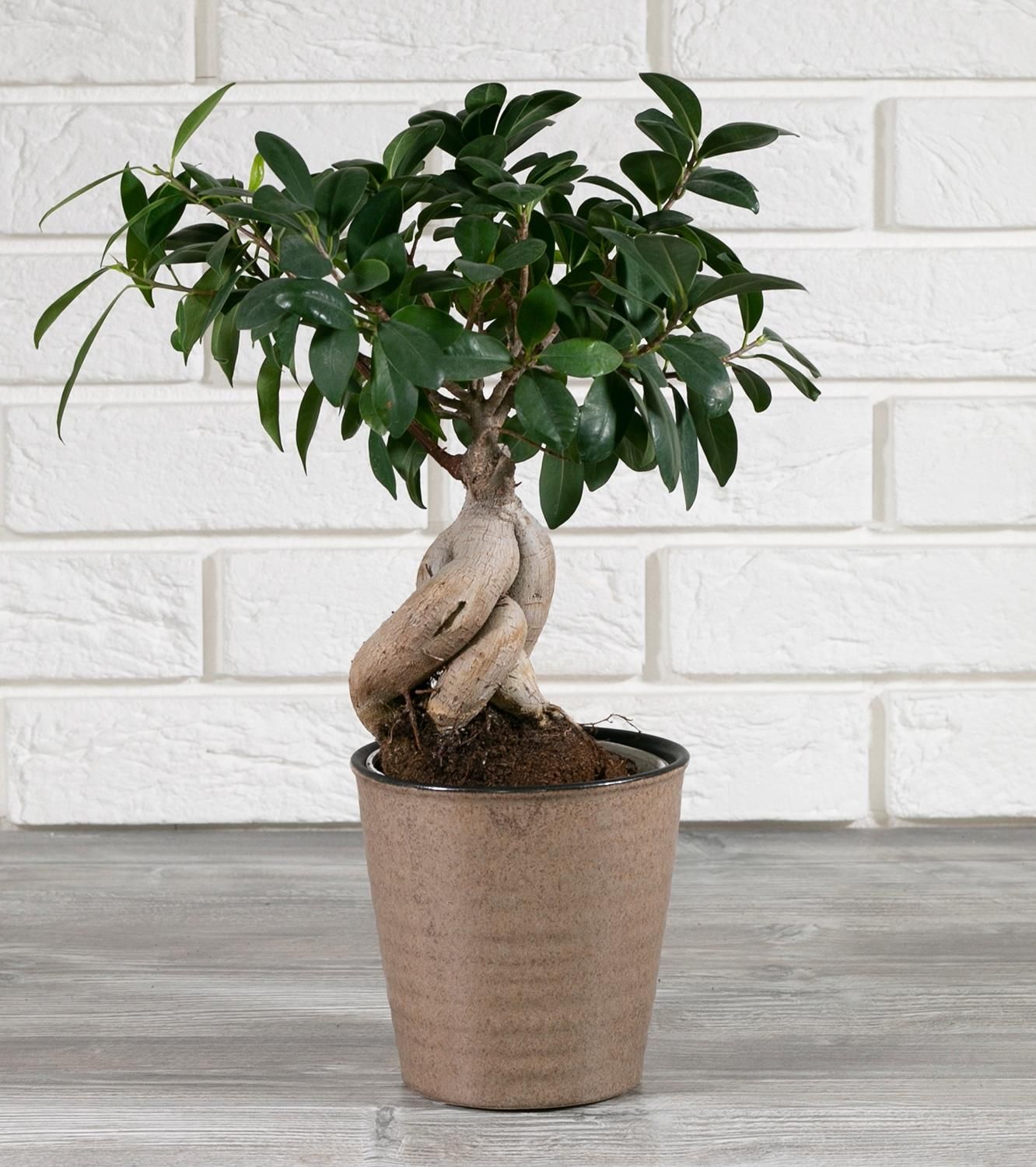 Donica Zengin Ceramiczna Brązowa Śr. 14cm - Ceny i opinie - Ceneo.pl