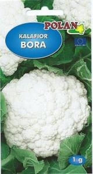 Kalafior Bora 10G Plantico - Ceny i opinie - Ceneo.pl