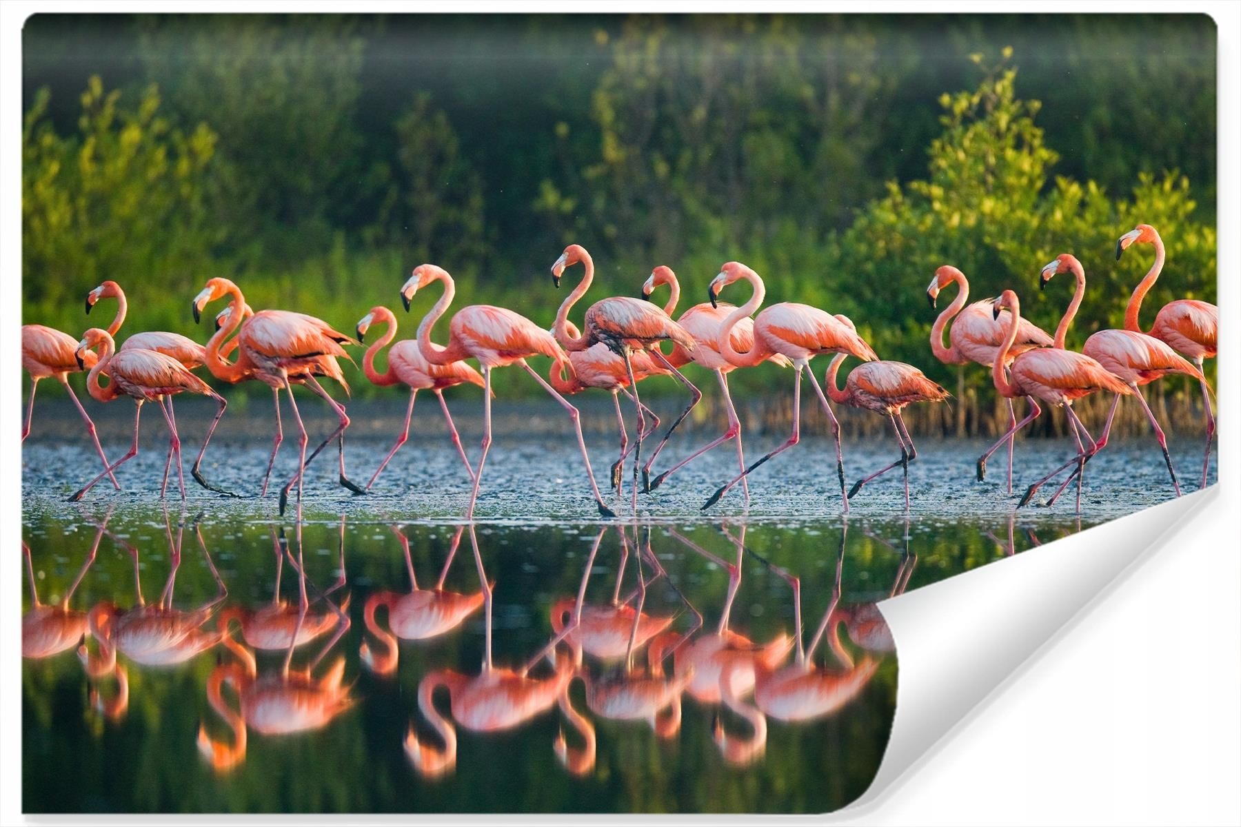 Muralo Fototapeta Flamingi Ptaki Natura 405x270 - Opinie i ceny na Ceneo.pl