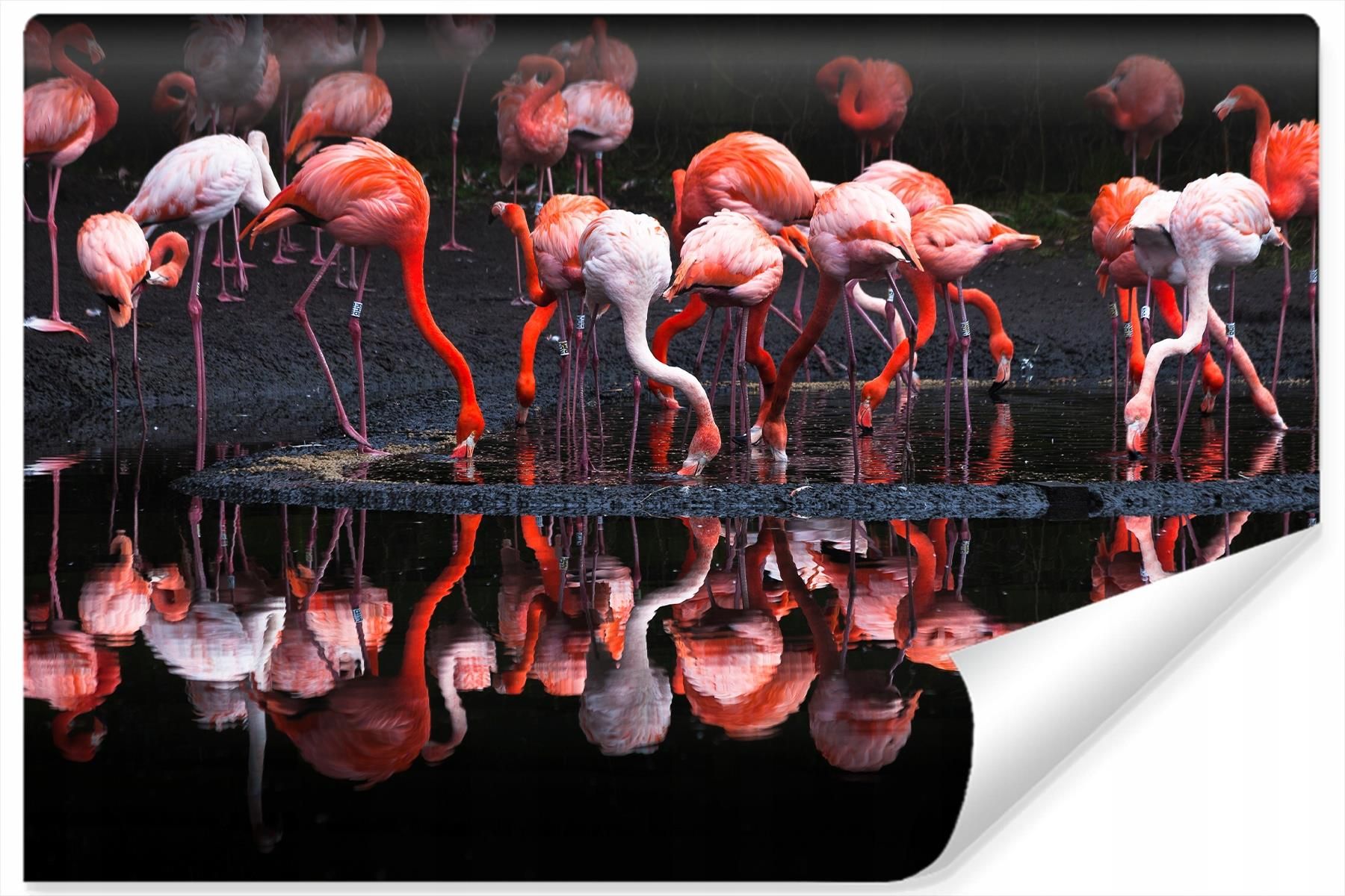 Muralo Fototapeta Stado Flamingów Ptaki 135x90 - Opinie i ceny na Ceneo.pl