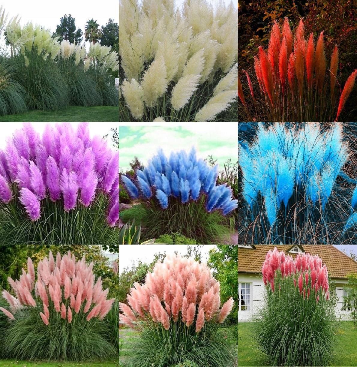 Trawa Pampasowa Mix Kolorów Gigantyczna Nasiona - Ceny i opinie - Ceneo.pl