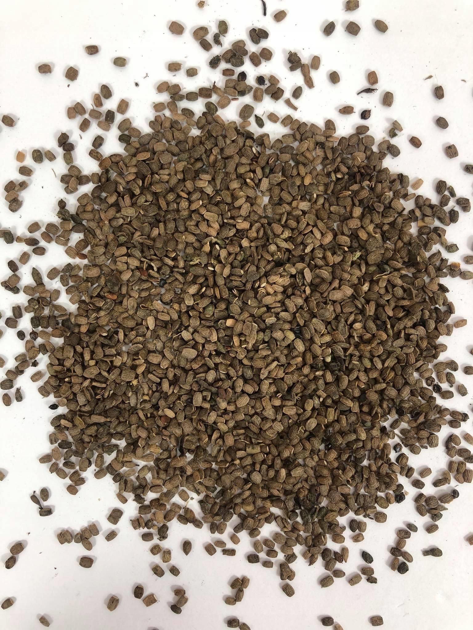 Nasiona Seradela 7Kg - Ceny i opinie - Ceneo.pl