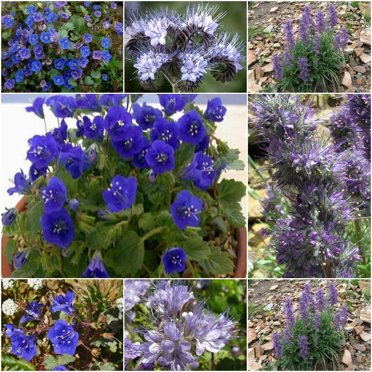 Facelia Kolekcja Nasion Zestaw 3 Opakowań - Ceny i opinie - Ceneo.pl