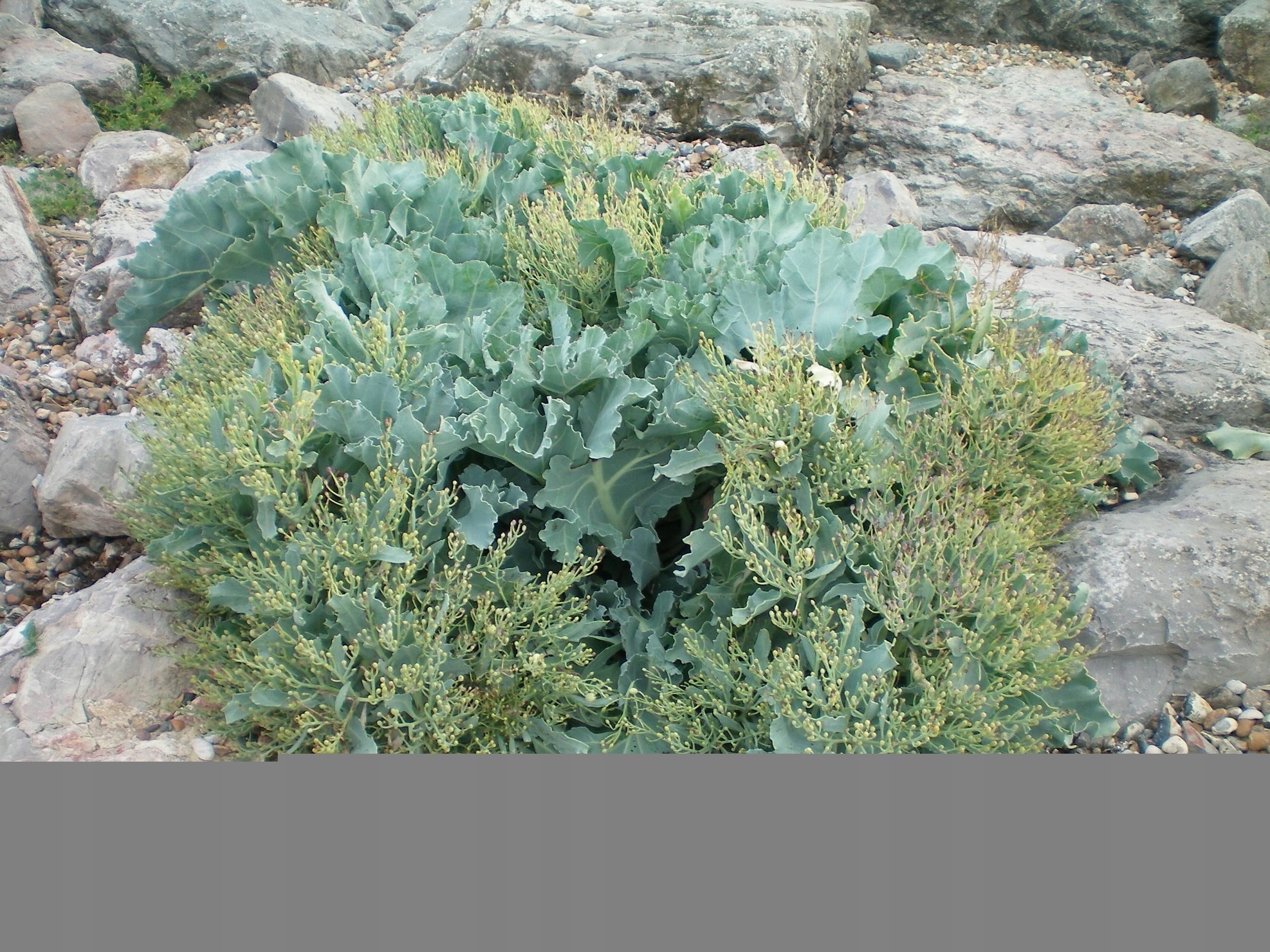 Modrak Morski Kapusta Morska Warzywa Nasiona - Ceny i opinie - Ceneo.pl