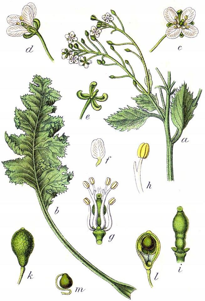 Modrak Morski Kapusta Morska Warzywa Nasiona - Ceny i opinie - Ceneo.pl