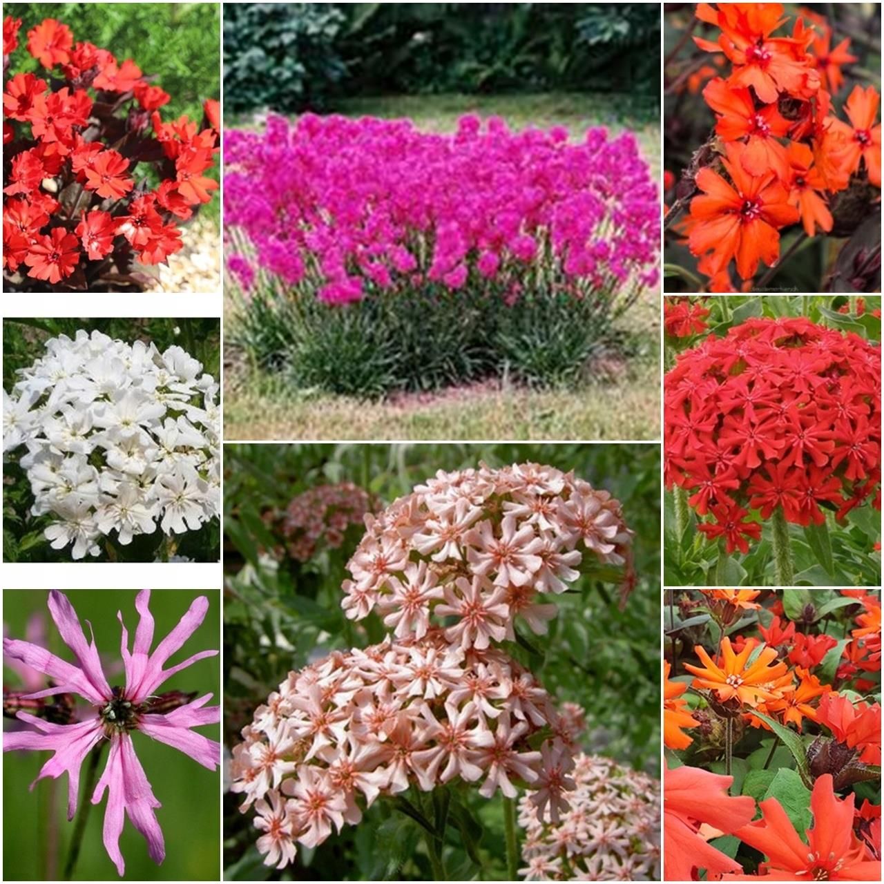 Firletka Kolekcja Nasion Zestaw 7 Opakowań - Ceny i opinie - Ceneo.pl