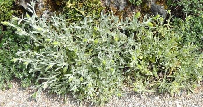 Gojnik Herbata Górska Nasiona - Ceny i opinie - Ceneo.pl