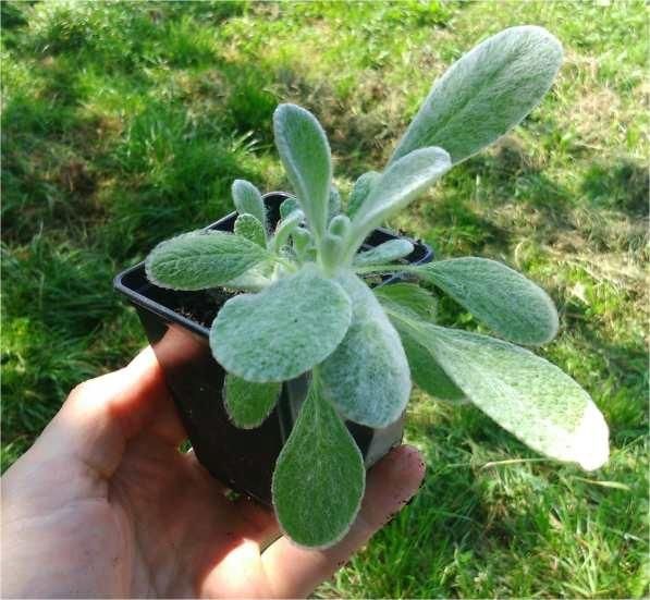 Gojnik Herbata Górska Nasiona - Ceny i opinie - Ceneo.pl