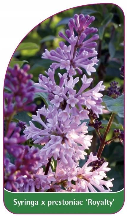 Etykiety Lilak Syringa X Prestoniae Royalty - Ceny i opinie - Ceneo.pl