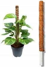 Palik Kokosowy Tyczka Do Warzyw Kwiatów 80cm - Ceny i opinie - Ceneo.pl