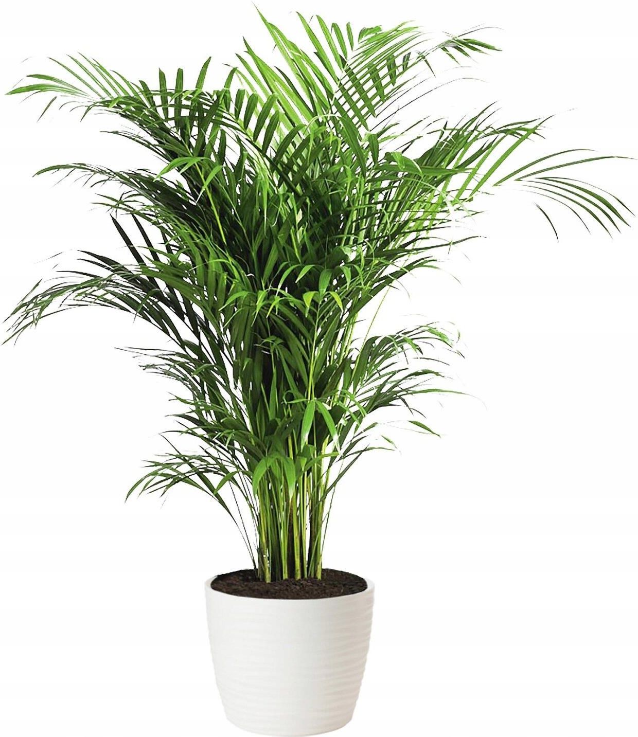 Podłoże Palma, Cykas, Juka, Dracena Fikus 1L Bigos - Ceny i opinie ...