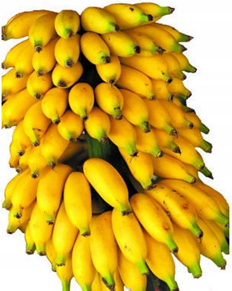 Banan Mini Żółty Bylina Doniczkowa Nasiona - Ceny i opinie - Ceneo.pl