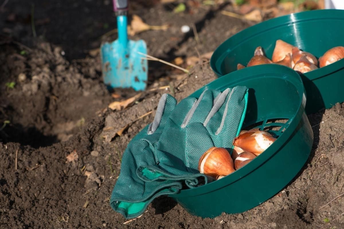 Koszyk Do Sadzenia Cebul Koszyczek Cebulek 10szt. - Ceny i opinie ...