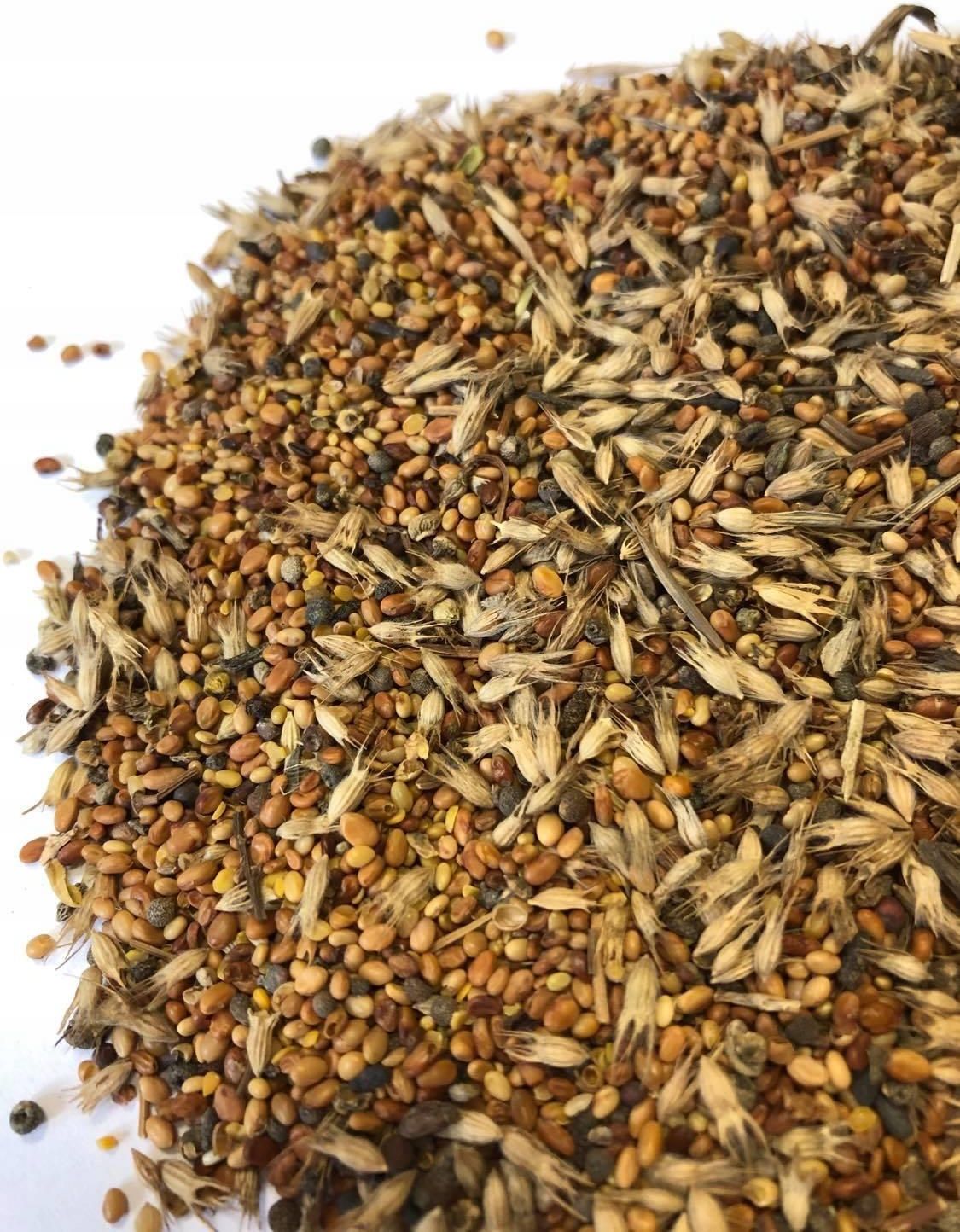 Koniczyna Inkarnatka Krwisto Czerwona 1Kg - Ceny i opinie - Ceneo.pl