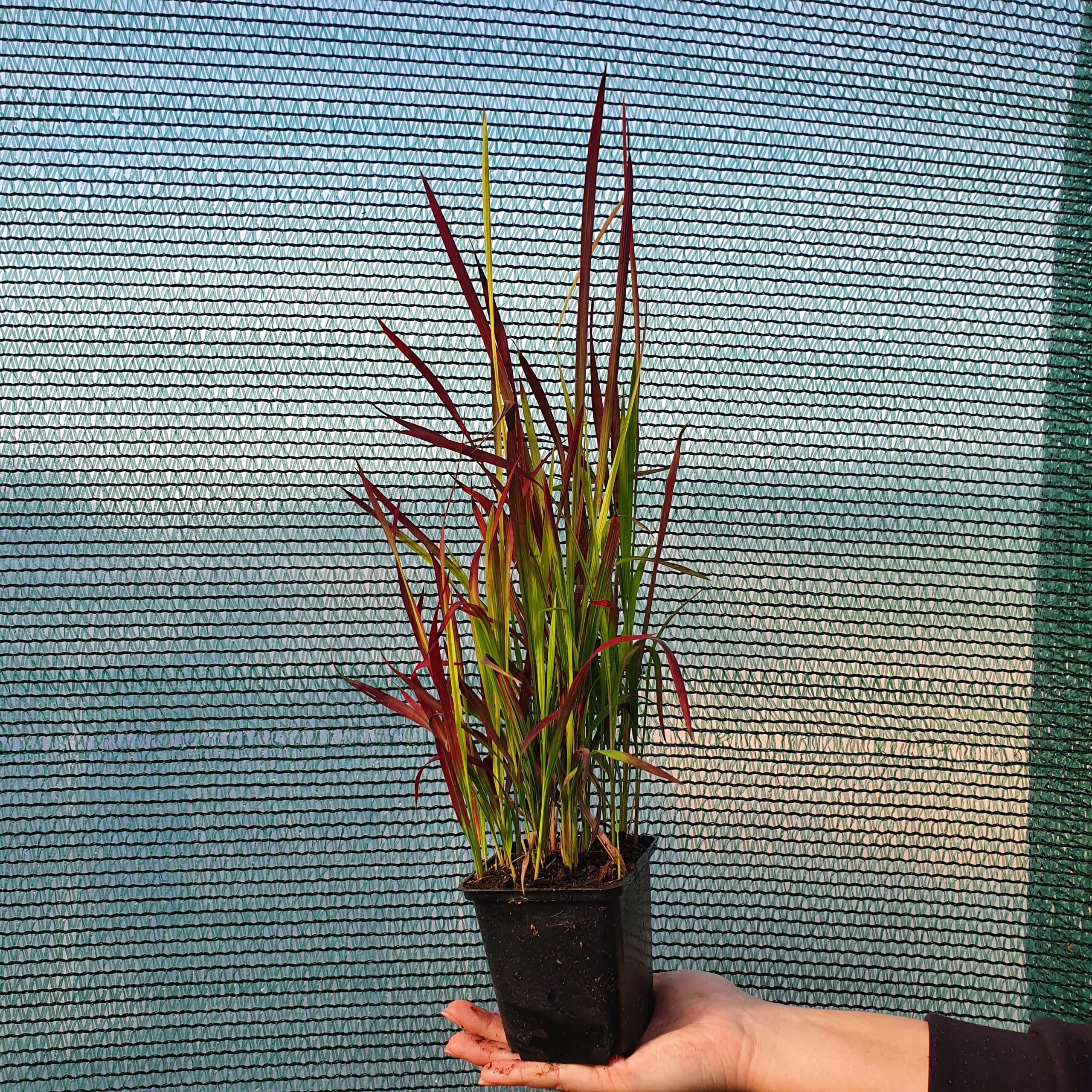 Imperata Cylindryczna Red Baron Efektowna Trawa 1L - Ceny i opinie ...