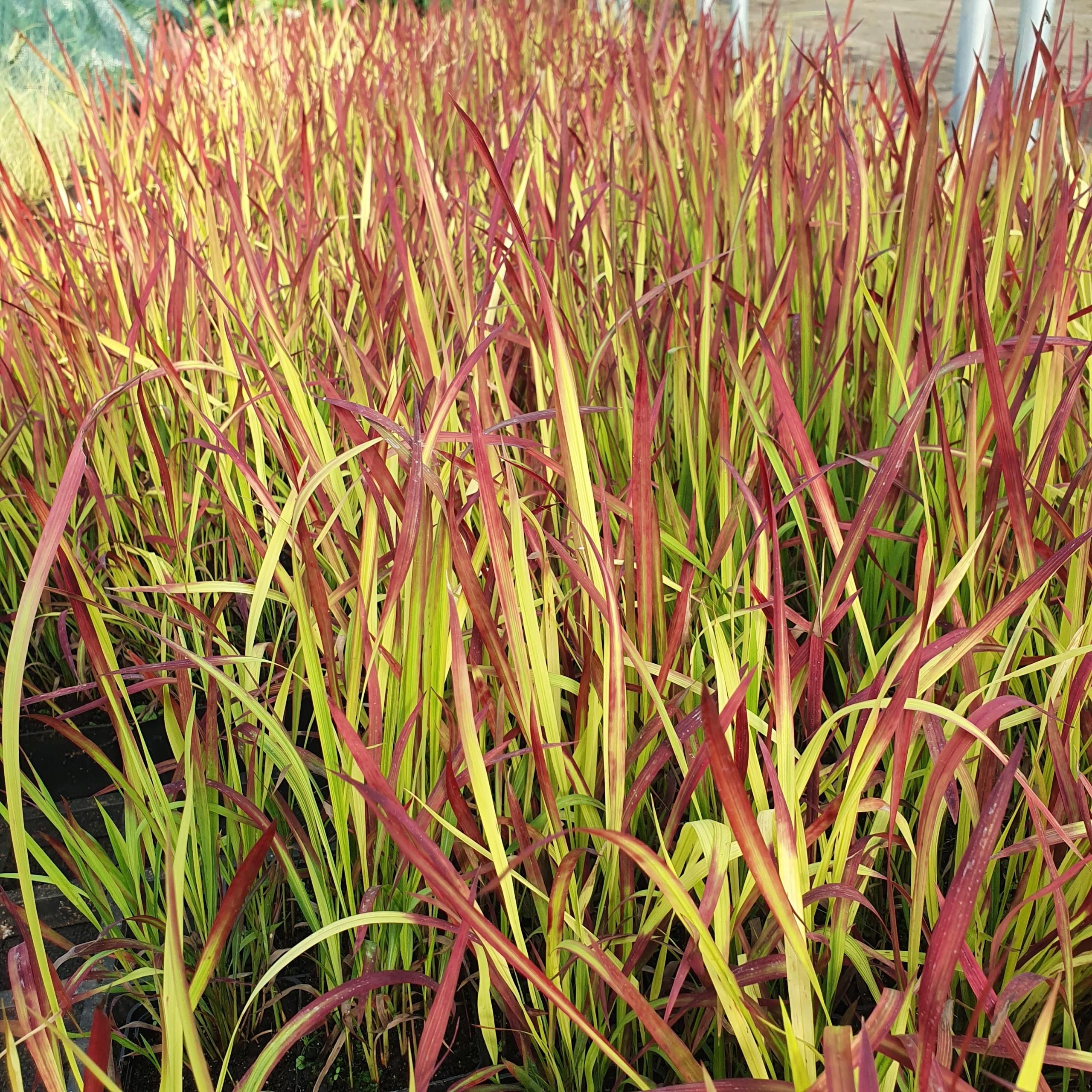 Imperata Cylindryczna Red Baron Efektowna Trawa 1L - Ceny i opinie ...