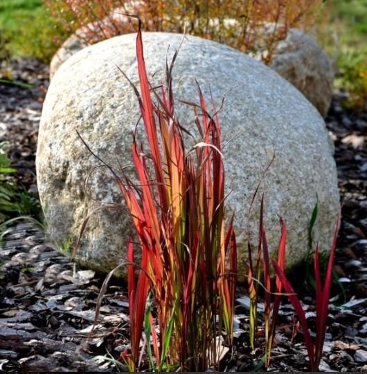Imperata Cylindryczna Red Baron Efektowna Trawa 1L - Ceny i opinie ...