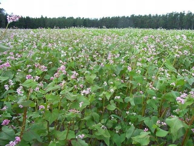 Gryka Zwyczajna 1Kg - Ceny i opinie - Ceneo.pl