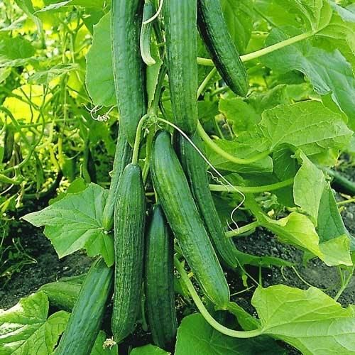 Ogórek Szklarniowy Wczesny Jazzer - Ceny i opinie - Ceneo.pl