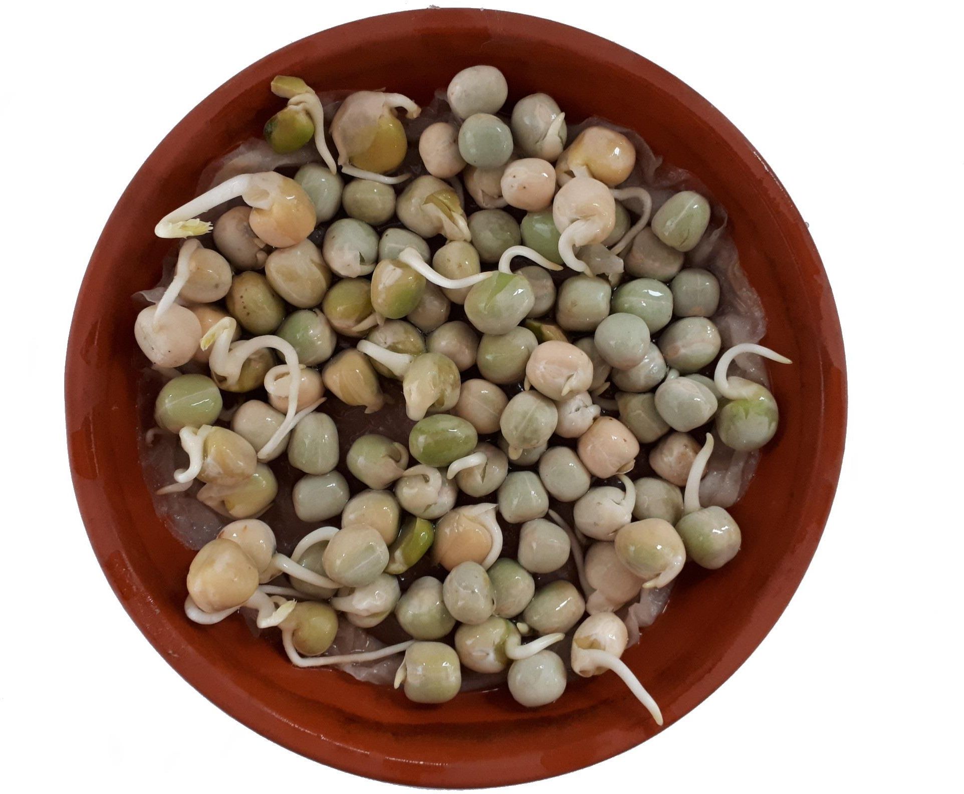 Groch Nasiona Na Kiełki 250g - Ceny i opinie - Ceneo.pl