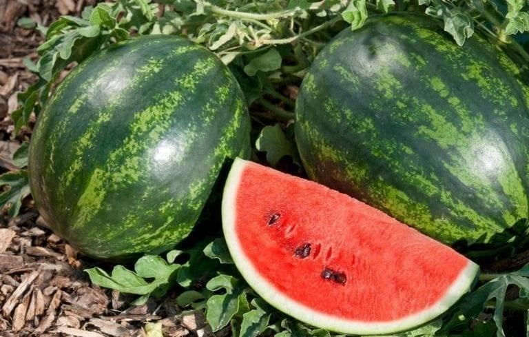 Arbuz Mini Love Mały Do Polskiego Klimatu Nasiona - Ceny i opinie ...