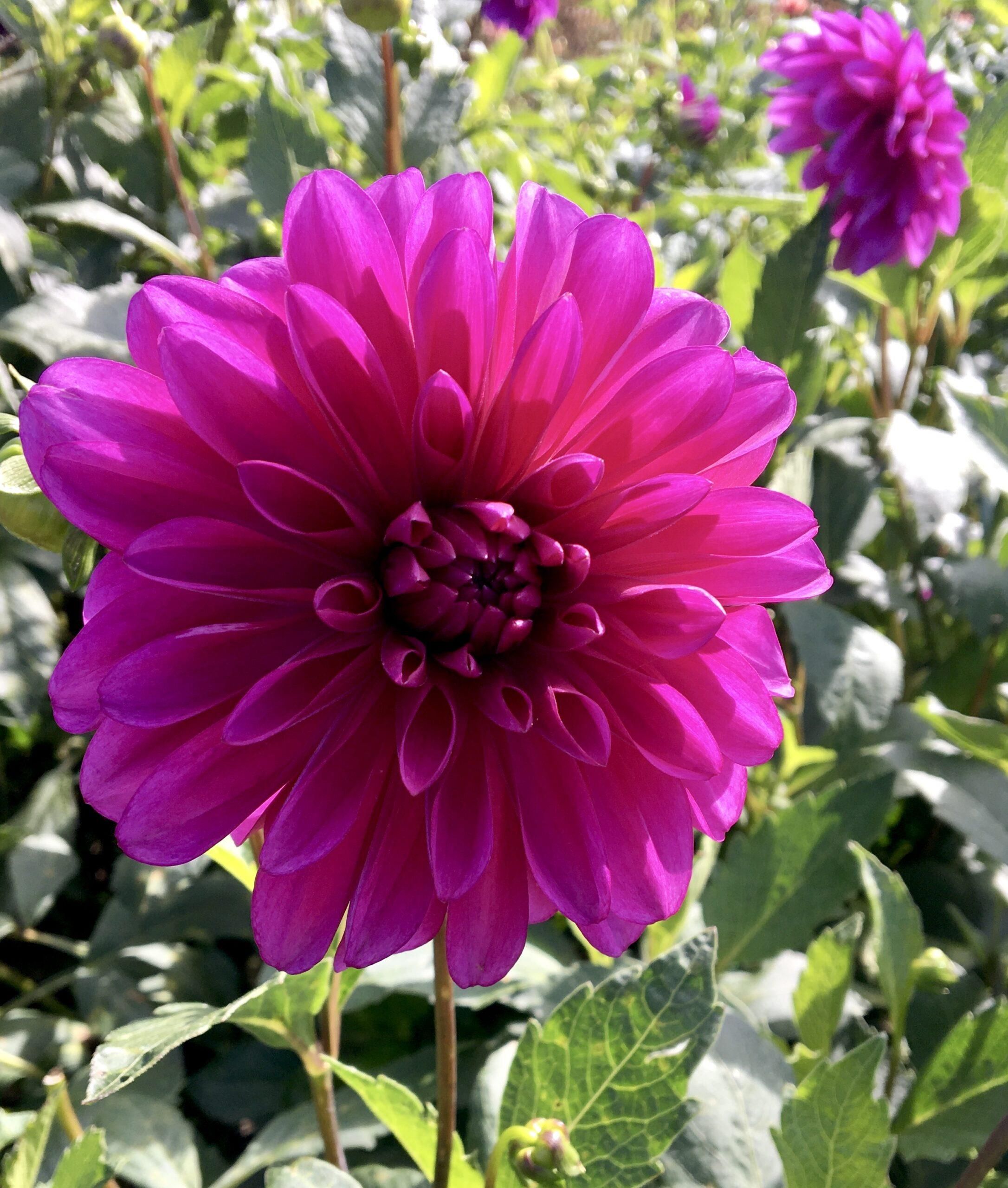 Thomas A'Edison - Ceny i opinie - Ceneo.pl