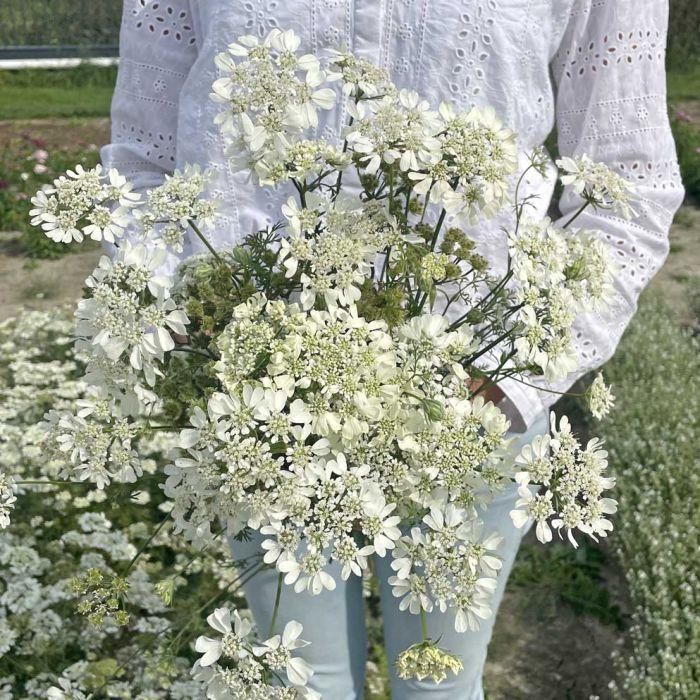 Orlaya Grandiflora White - Ceny i opinie - Ceneo.pl