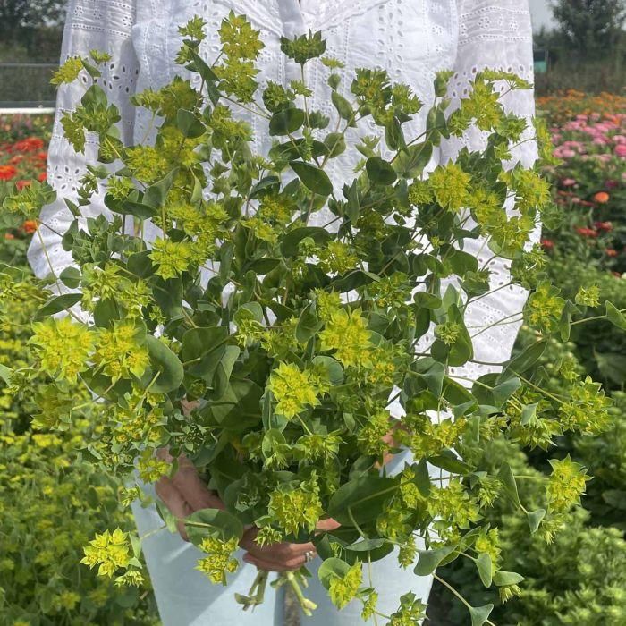 Bupleurum Green Gold - Ceny i opinie - Ceneo.pl