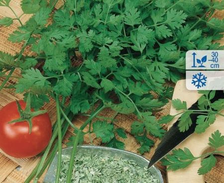 Trybula ogrodowa (Anthriscus cerefolium) - wygląd, wymagania, warunki ...