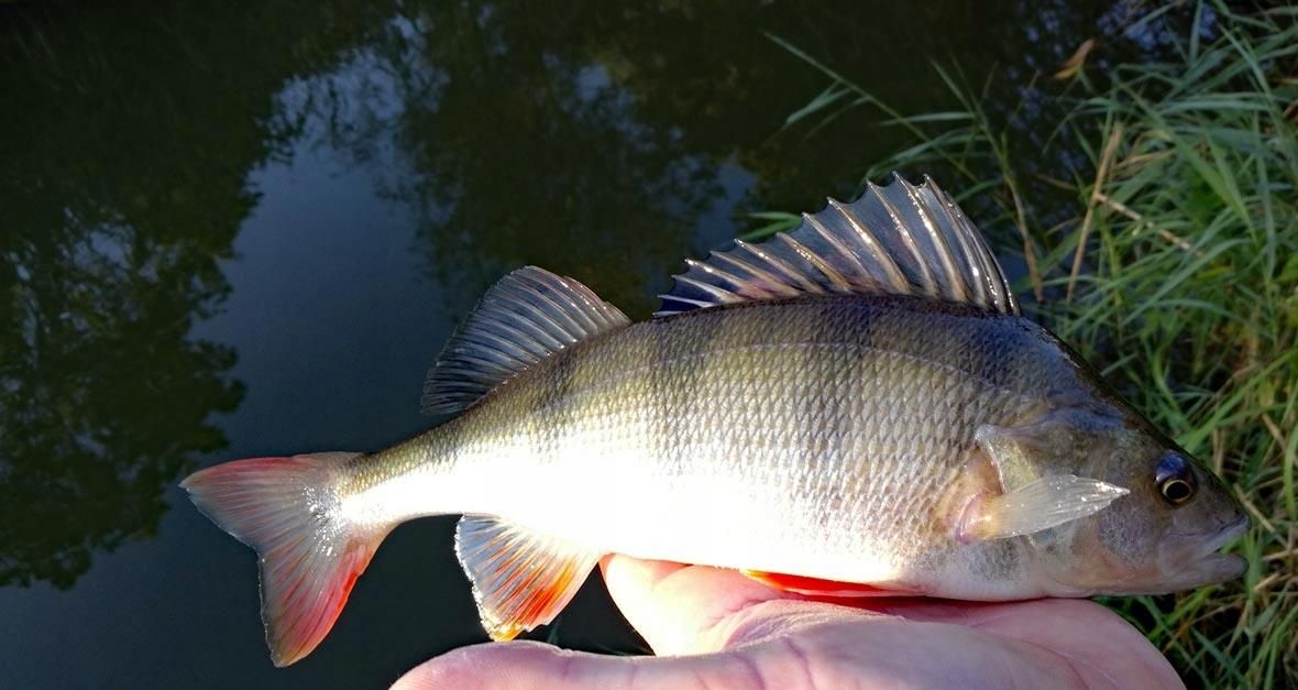 Gloog Wobler Na Pstrąga Hektor 3.5Cm 2G Bt H35Nfbt - Ceny i opinie ...