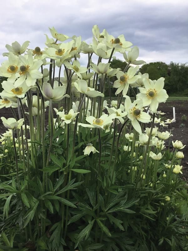 Gospodarstwo Ogrodniczo-Szkółkarskie Bar Zawilec Mieszańcowy Spring ...