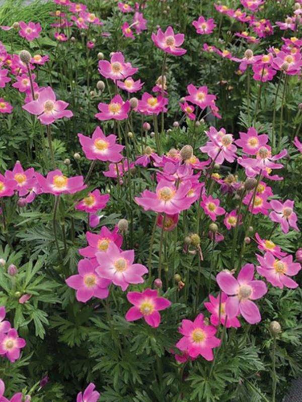 Gospodarstwo Ogrodniczo-Szkółkarskie Bar Zawilec Mieszańcowy Spring ...