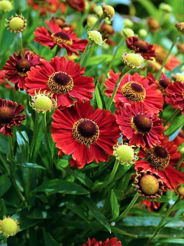 Gospodarstwo Ogrodniczo-Szkółkarskie Bar Dzielżan Red Jewel Helenium ...