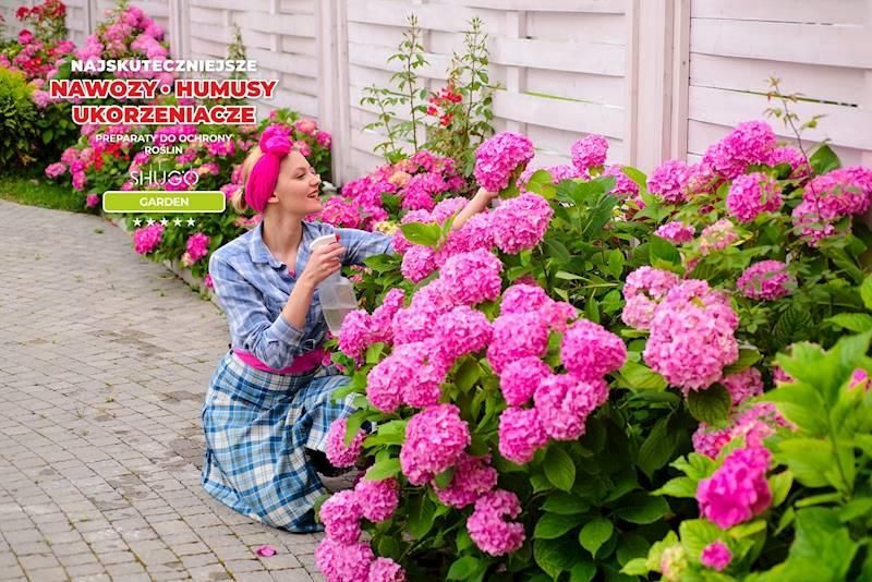 Nawóz Nawóz do Rododendronów i Hortensji Premium 1kg - Ceny i opinie - Ceneo.pl