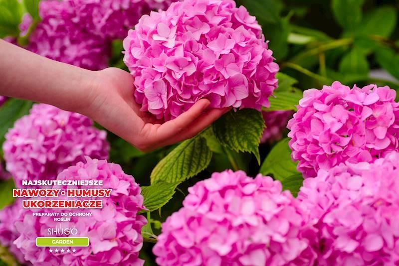 Nawóz Nawóz do Rododendronów i Hortensji Premium 1kg - Ceny i opinie - Ceneo.pl