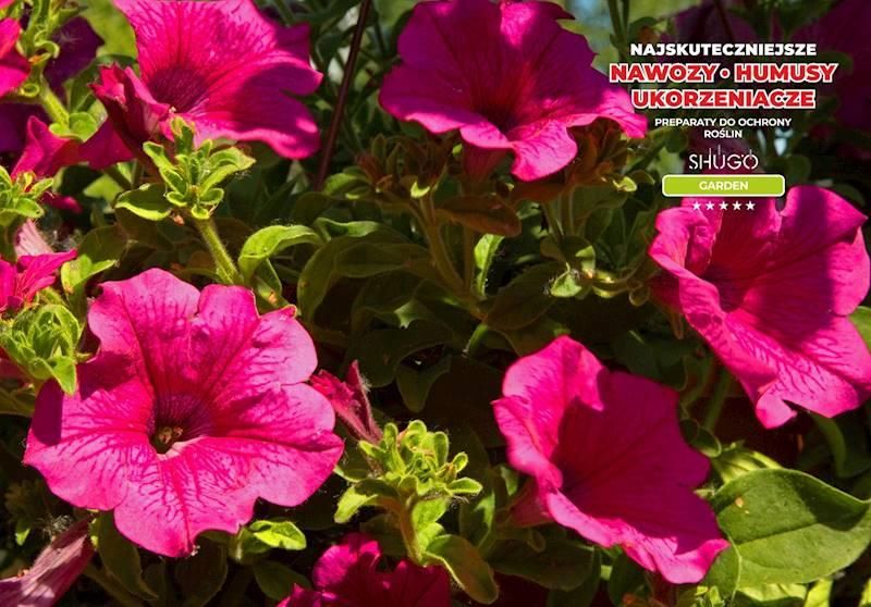 Nawóz Nawóz do Surfinii i Petunii Premium 1kg - Ceny i opinie - Ceneo.pl