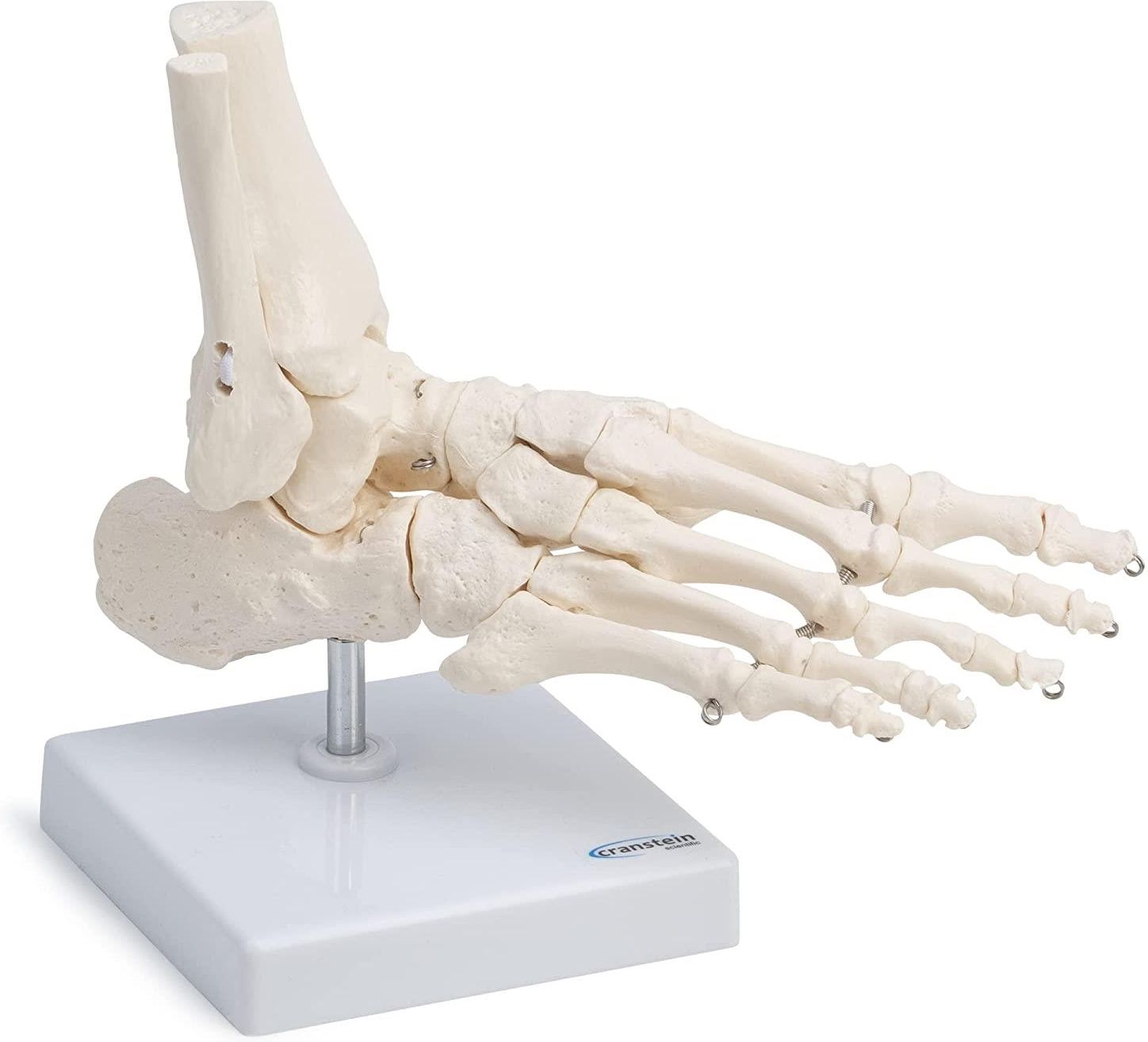 Szkielet Stopy Ludzkiej Model Anatomiczny Naturalna Wielkość - Ceny i ...