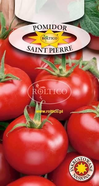 Pomidor Saint Pierre 0.5g Gruntowy Inkrustowane - Ceny i opinie - Ceneo.pl