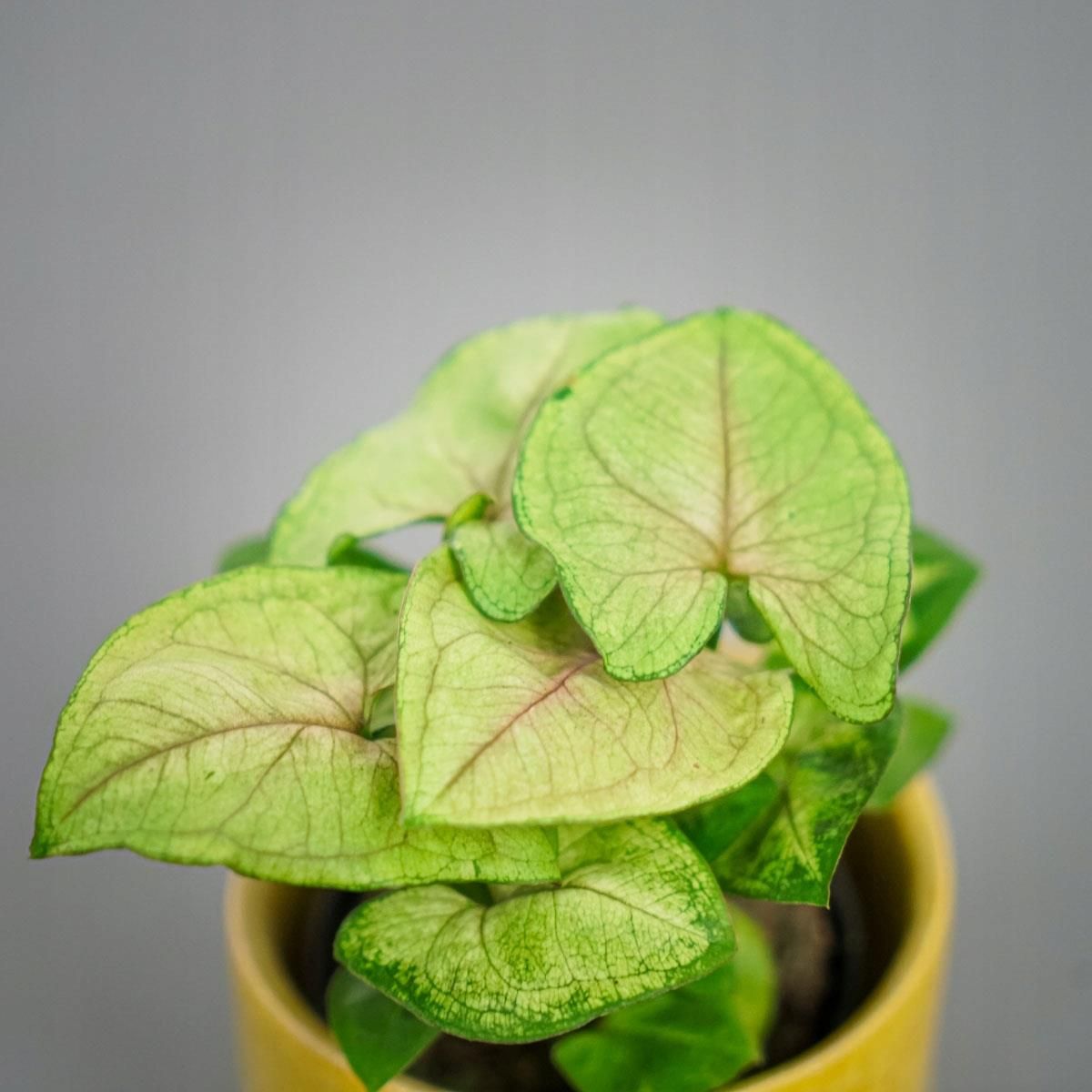 Syngonium Berry Allusion Xs Zroślicha Rarytas - Ceny i opinie - Ceneo.pl