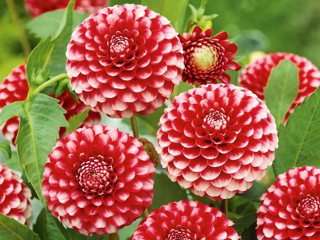 Dalia Dahlia Georginia Little Willem - Ceny i opinie - Ceneo.pl