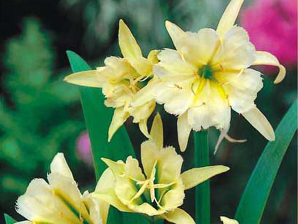 Ismena Błonczatka Sulphur Yellow Cebulki 1 Szt. - Ceny i opinie - Ceneo.pl